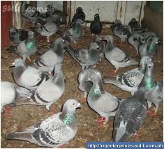 Toowoomba Racing Pigeon Club